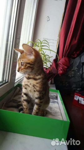 Бенгальская кошка