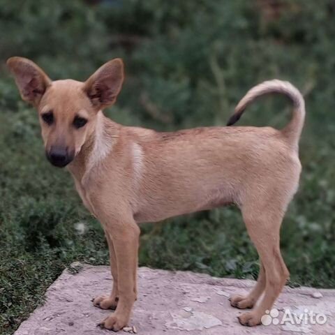 Малышка Масяня в добрые руки