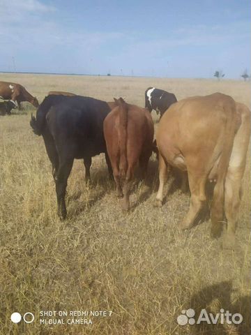 Корова и 2 тёлки подсосные