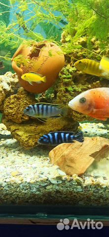 Малавийские цихлиды