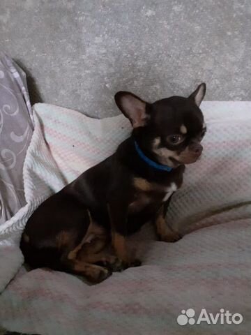 Щенок чихуахуа