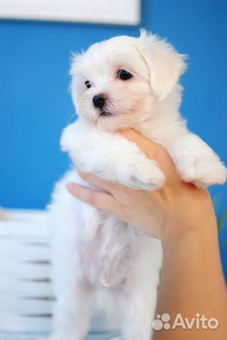 Продаются чудесные щенки мальтезе