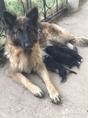 Отдам даром в хорошие руки