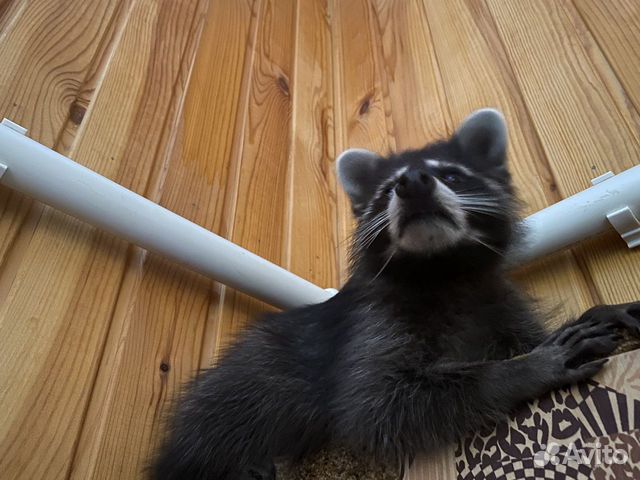 Енот девочка