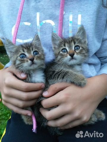 Котята в добрые руки даром