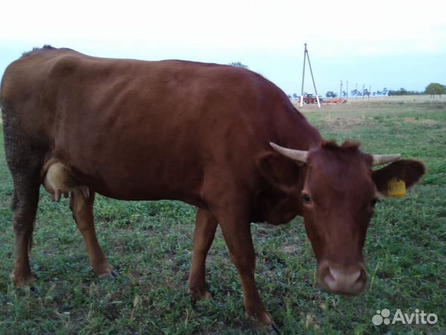 Продам корову