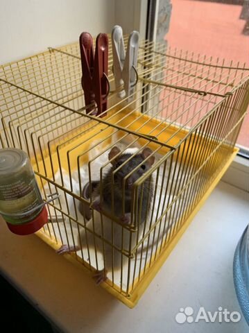 Отдам бесплатно ручную крысу