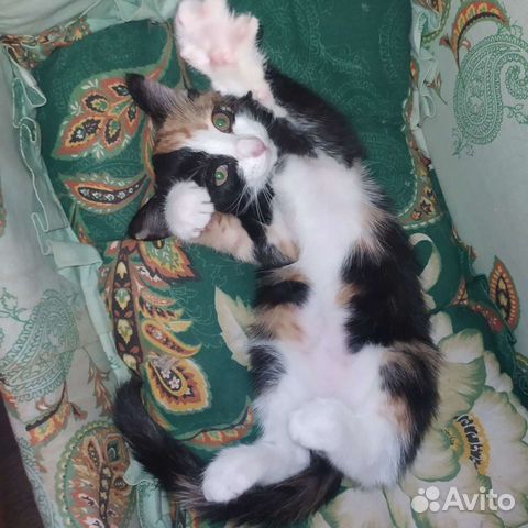 Отдам в добрые руки ласкового котенка Девочка, на