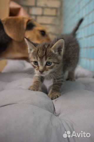 Котенок в дар