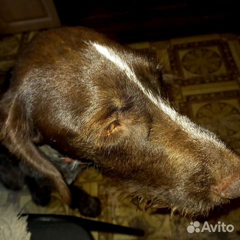 Щенки дратхаара