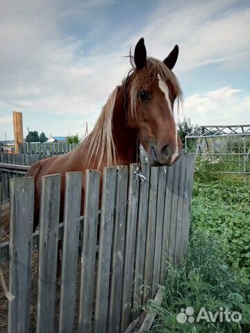 Продам лошадь