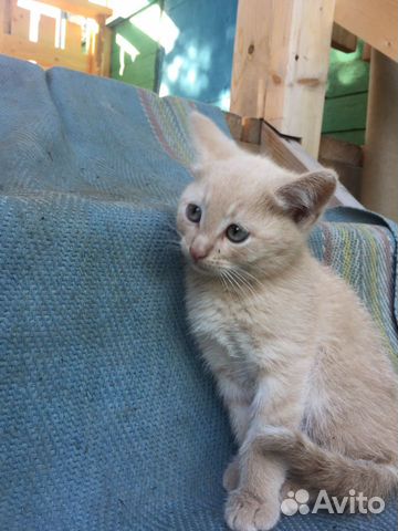 Красивые персиковые котята, мальчики