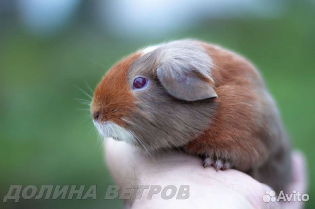 Морская свинка гладкошерстная, триколор лиловый