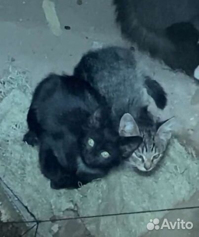 Черный котенок отдам