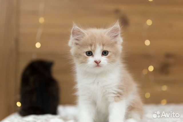 Британские котята (Не чистокровные)