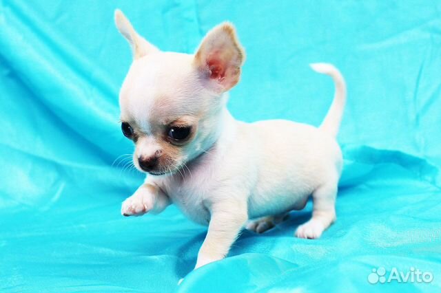 Мини чихуа хуа