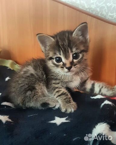 Тигровый малыш