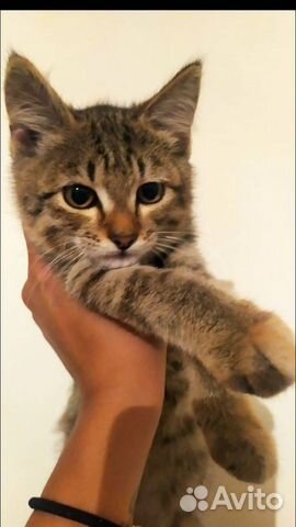 Кошечка в добрые руки