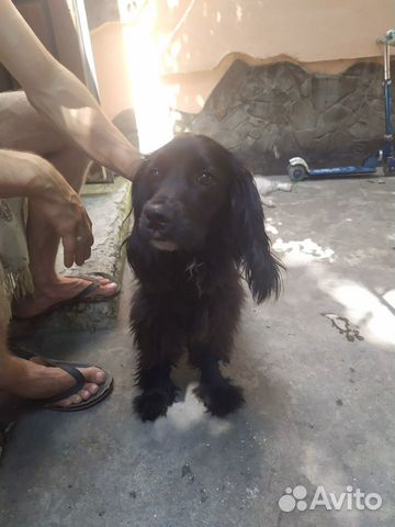 Кокер спаниель бесплатно