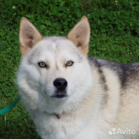 Красивая собака ищет дом, в добрые руки