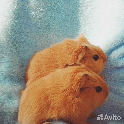 Морские свинки селфики