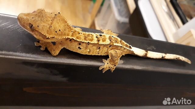 Реснитчатый геккон бананоед, самка