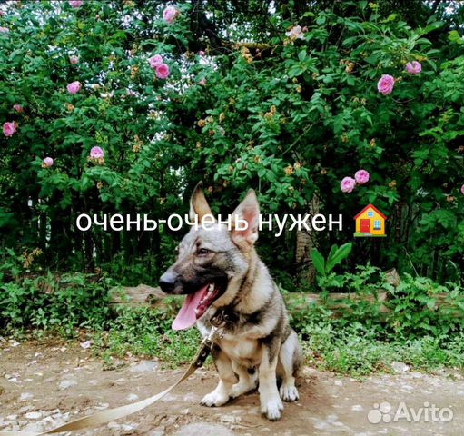 Малыш коротыш