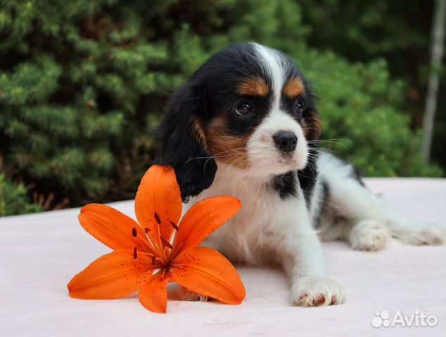 Кавалер Кинг чарльз спаниель в добрые руки