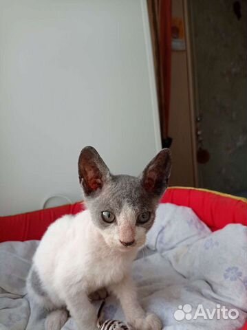 Прекрасный котенок браш