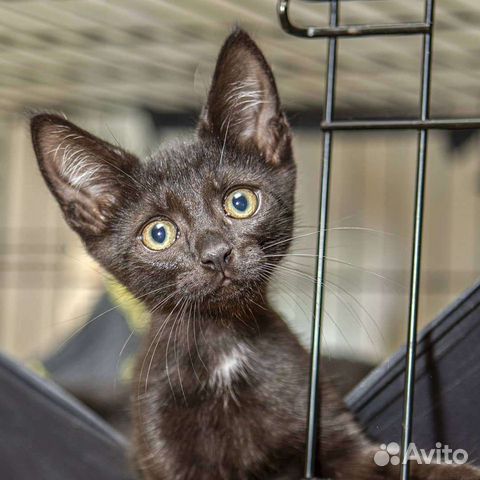 Кошка в дар