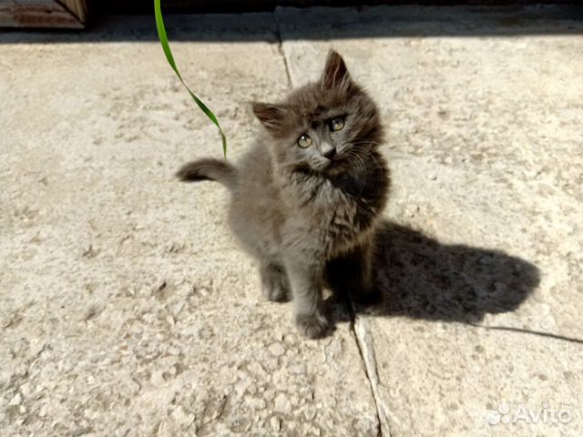 Котёнок в добрые руки