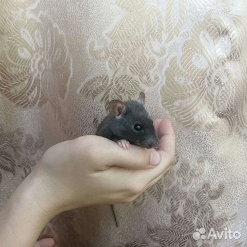 Крыса дамбо