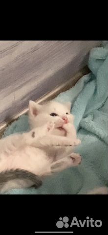 Отдам котенка в добрые руки