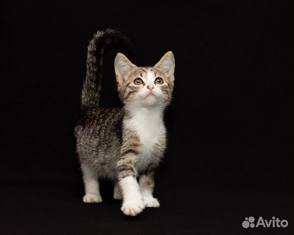Котенок девочка