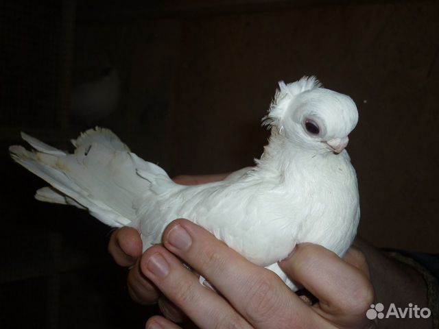 Голуби