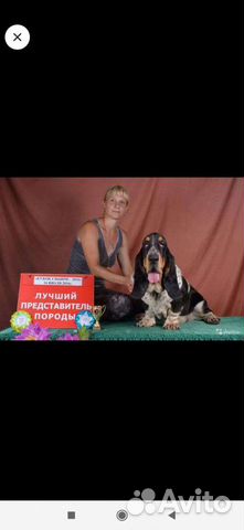 Кобель Бассет-хаунда