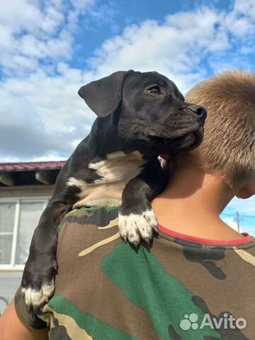 Девочка стаффордширского терьера