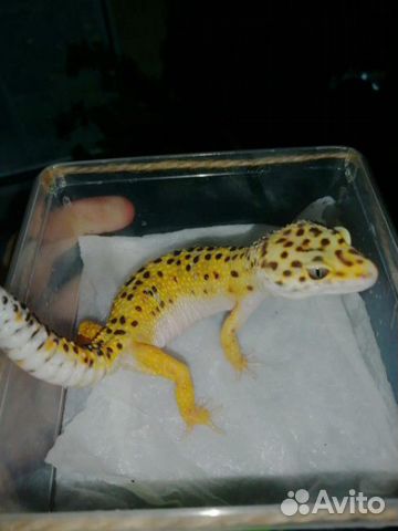 Геккон Эублефар девочка