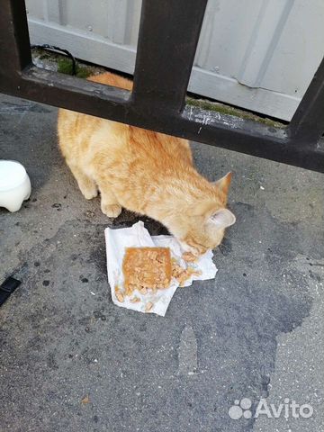 Отдам в хорошие руки Котик чистый видно, что домаш