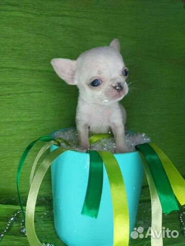 Мини принцесса