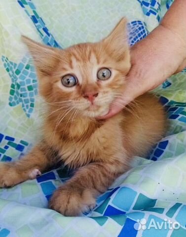 Котёнок Рыжий Лисёнок в дар