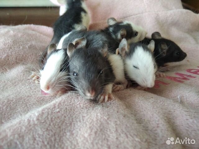 Крысята дамбо