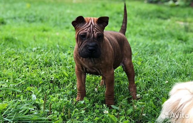 Чунцин (китайский бульдог)