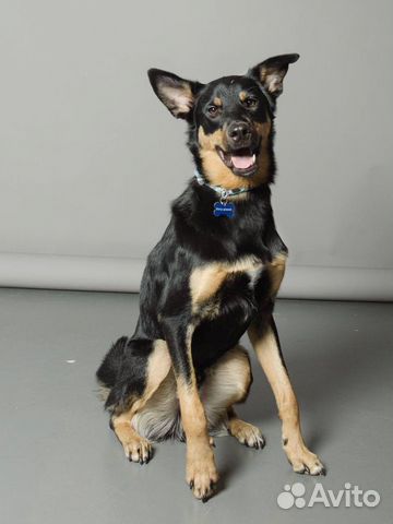 Красивая собака