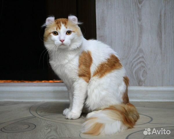 Кот редкой породы
