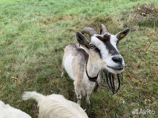 2 Козы и козочка - быстро ищут новый дом