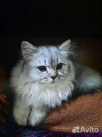 Кот породы "Британская длинношорстная"