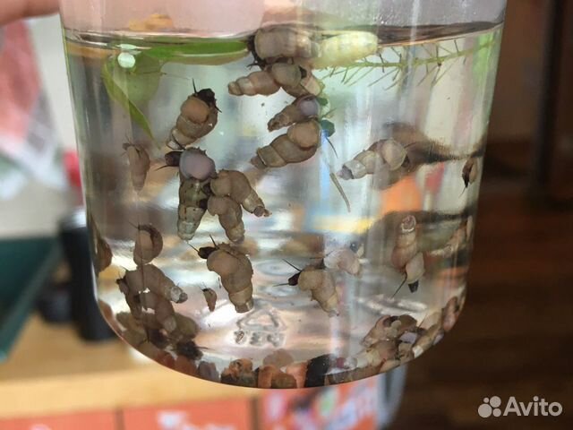 Улитки улиточки ампулярии