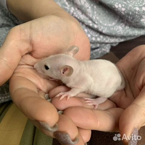 Крысенок сфинкс