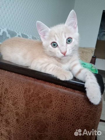 Котик Саймон